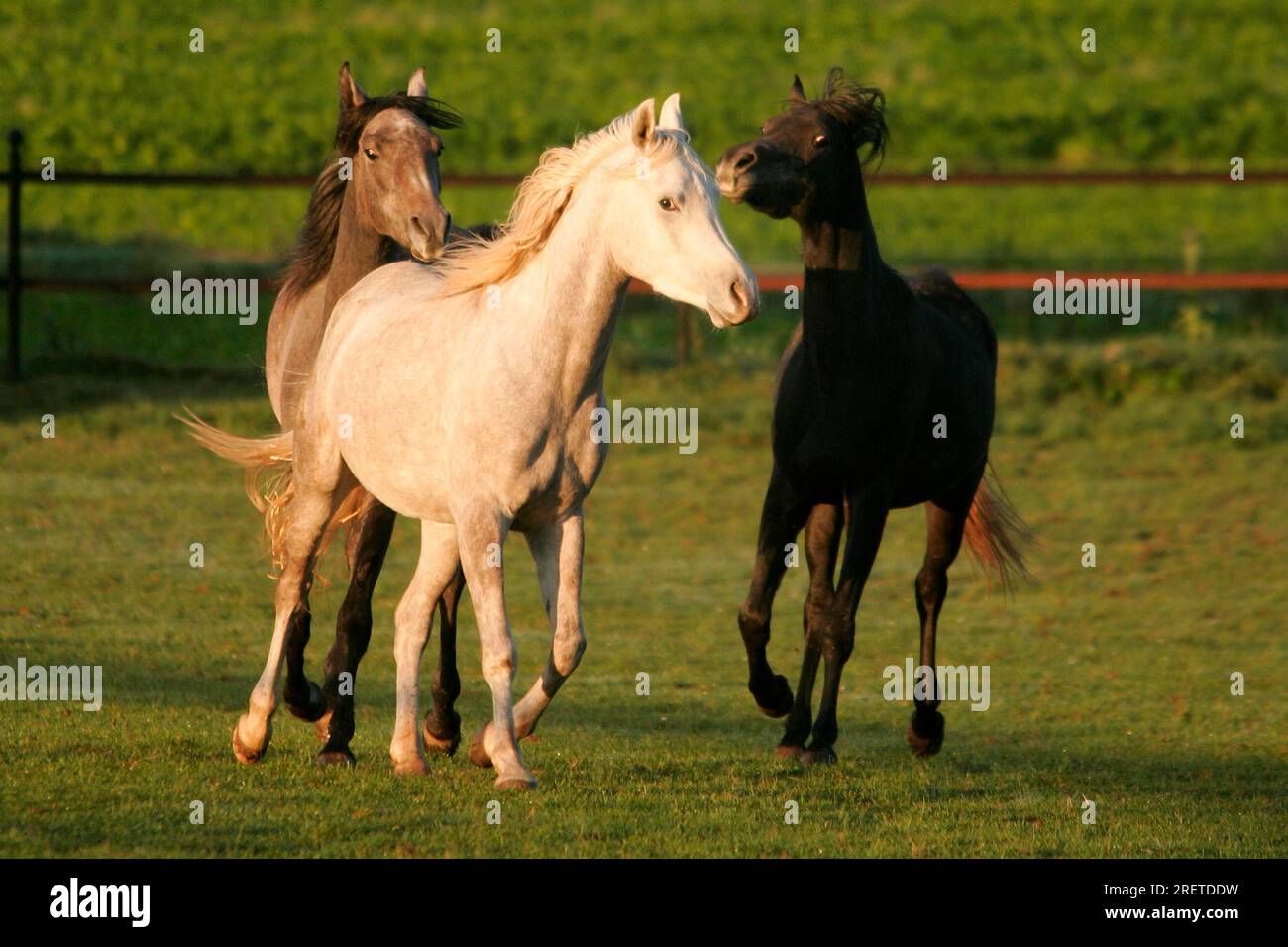 Arabian Thoroughbred Horse, Thoroughbred Arabian, Arabian Thoroughbred ...