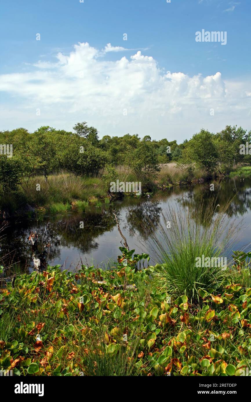 Moorland conservation hi-res stock photography and images - Alamy