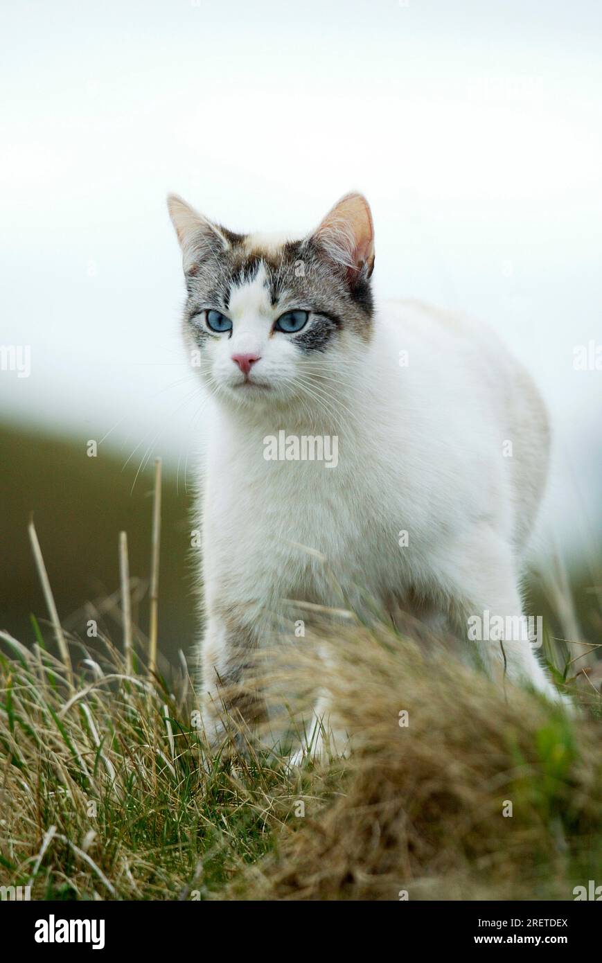 Felidae, domestic kitten, domestic cat (Felis Catus), pet, pets Stock ...
