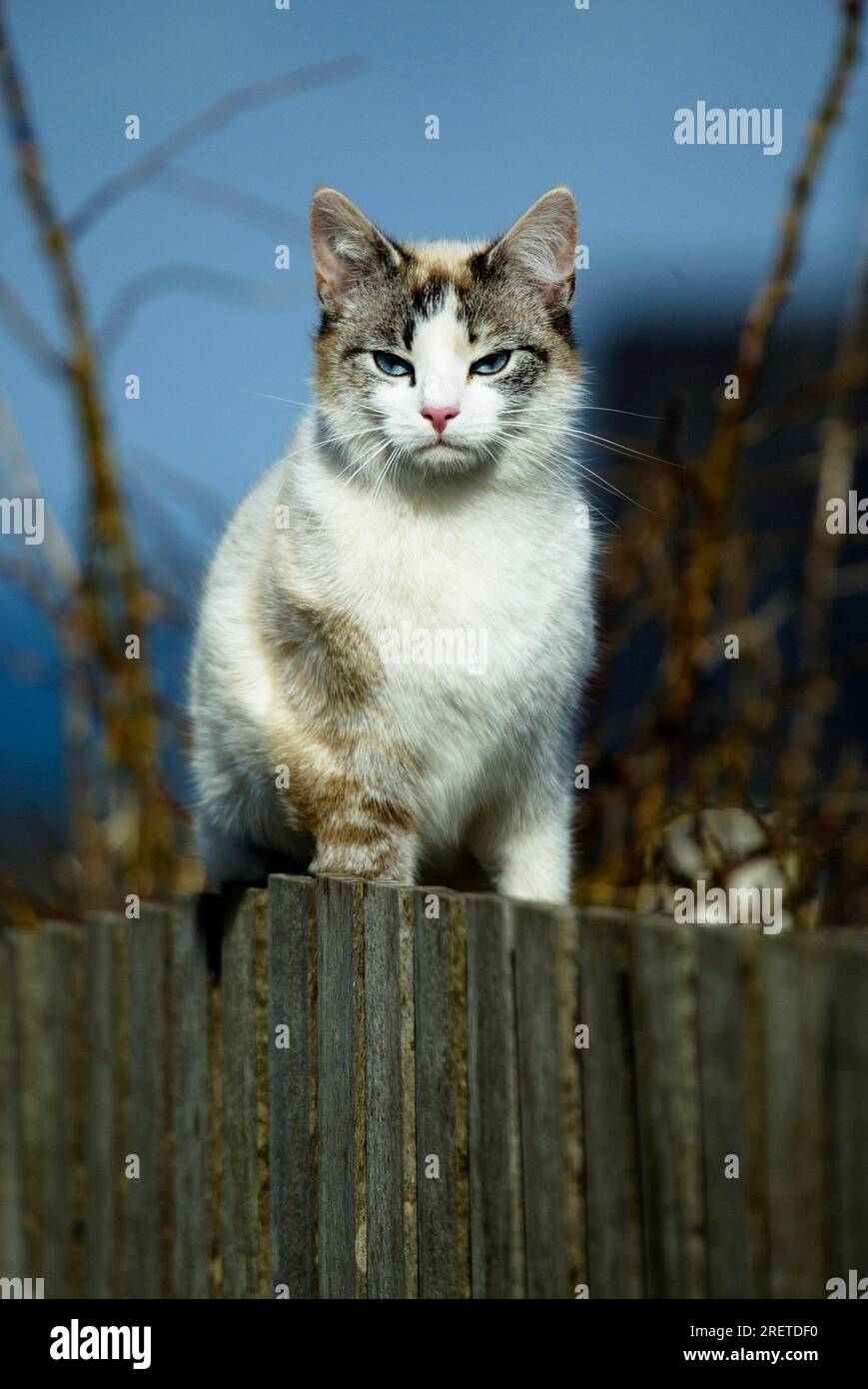 Felidae, domestic kitten, domestic cat (Felis Catus), pet, pets Stock ...