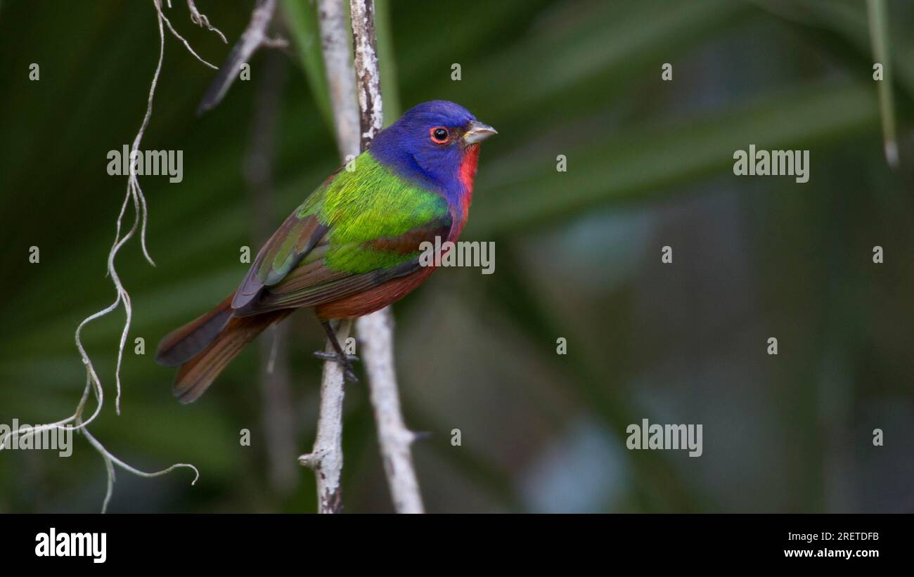 One of the most colourful birds ever. Here the male Stock Photo - Alamy