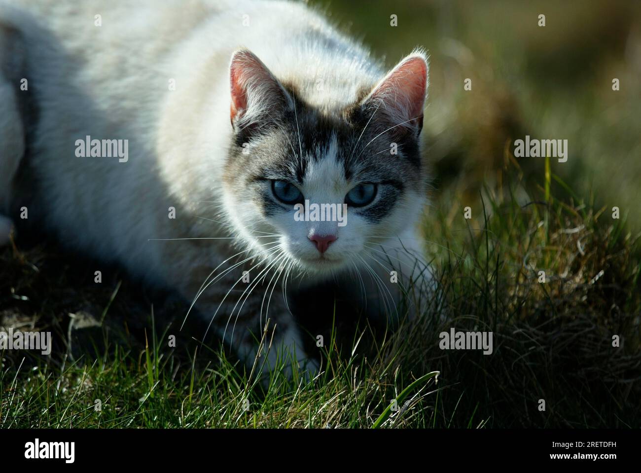 Felidae, domestic kitten, domestic cat (Felis Catus), pet, pets Stock ...