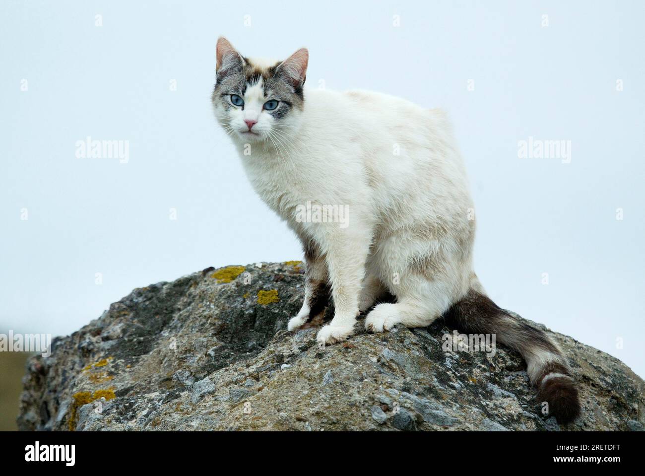 Felidae, domestic kitten, domestic cat (Felis Catus), pet, pets Stock ...