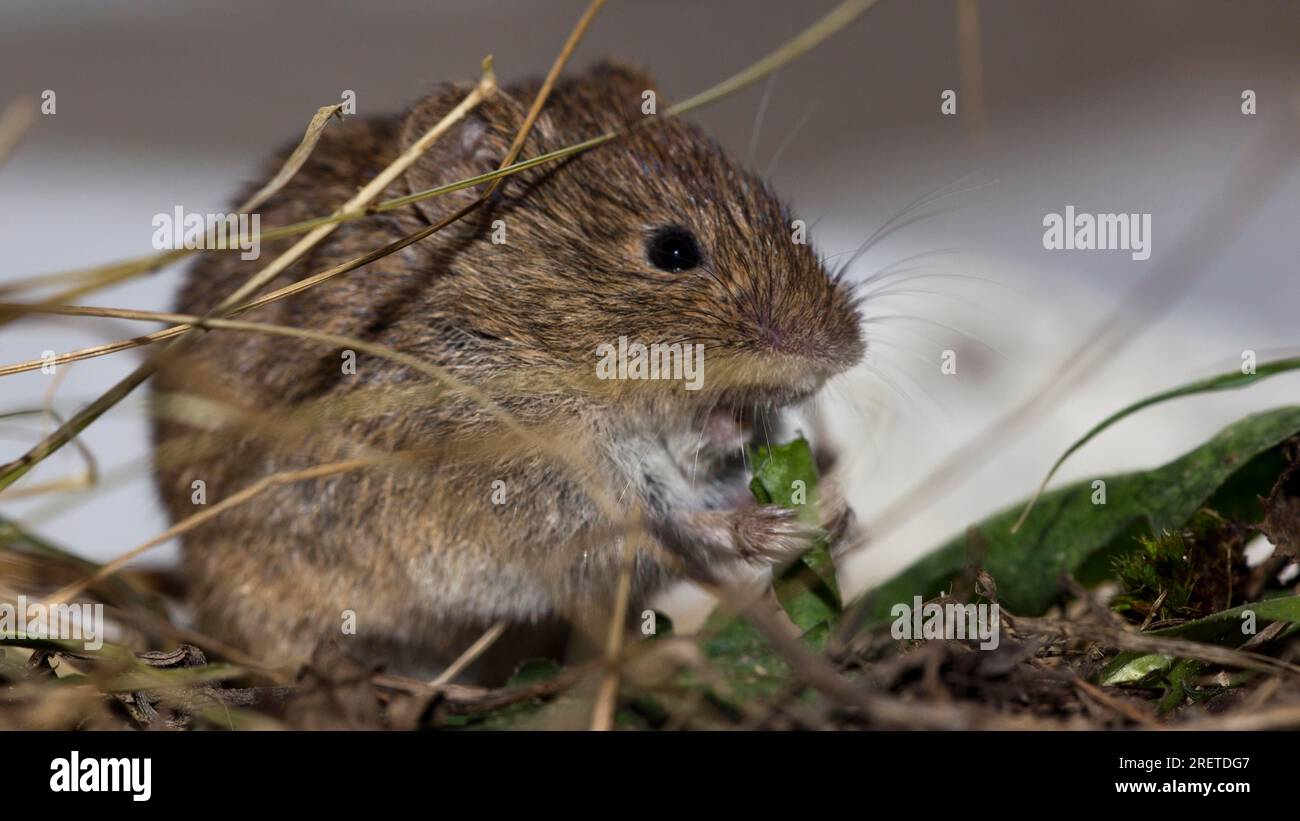 Field mouse eating Stock Photo - Alamy