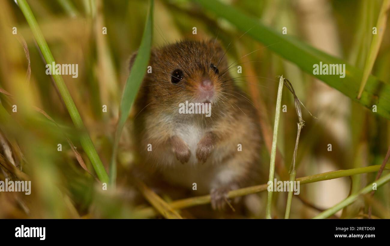 The dwarf mouse is one of the smallest rodents of all. It reaches a ...