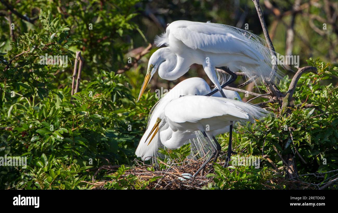 Great white egret mating hi-res stock photography and images - Alamy
