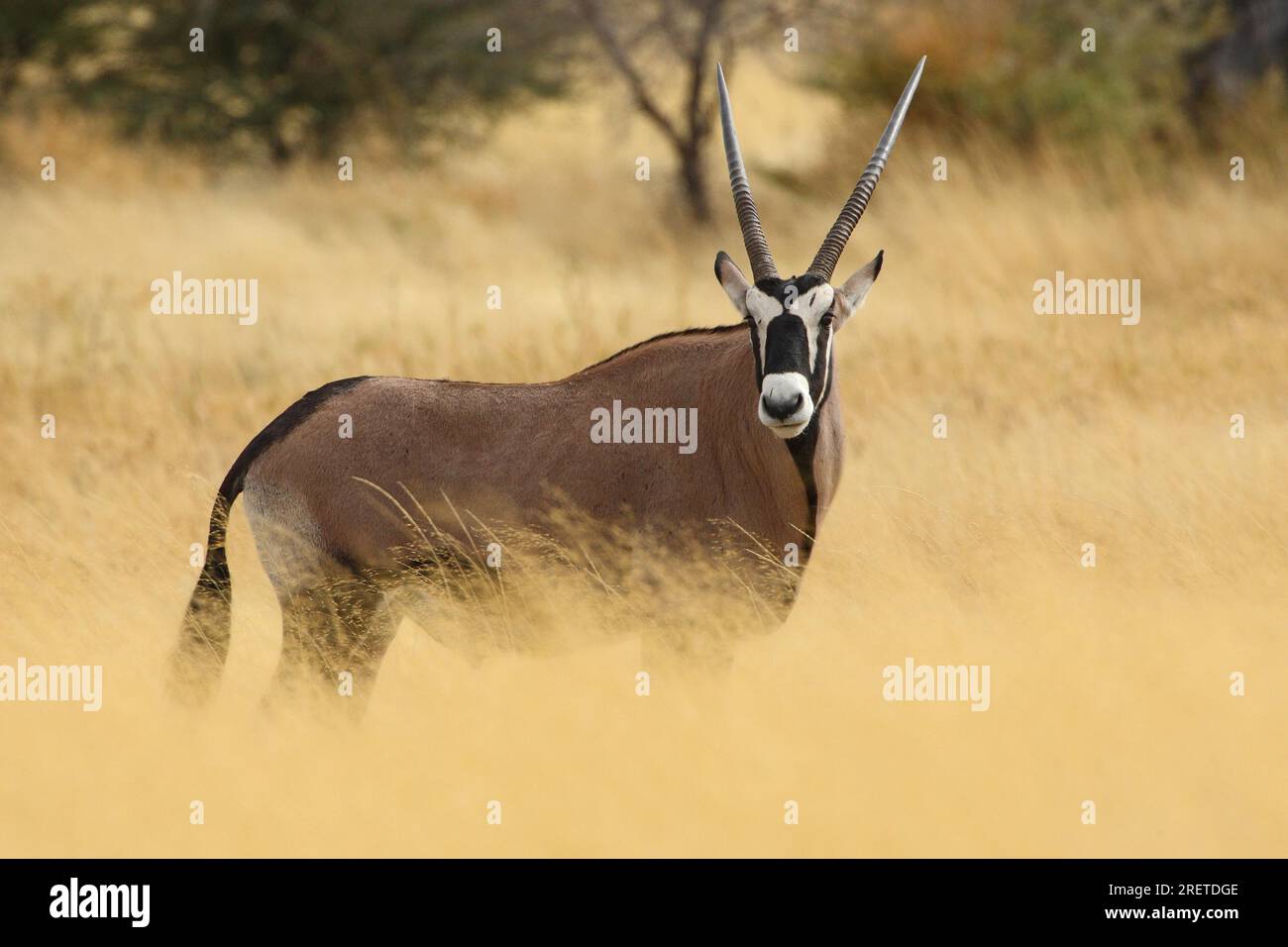 Spittoon hi-res stock photography and images - Alamy