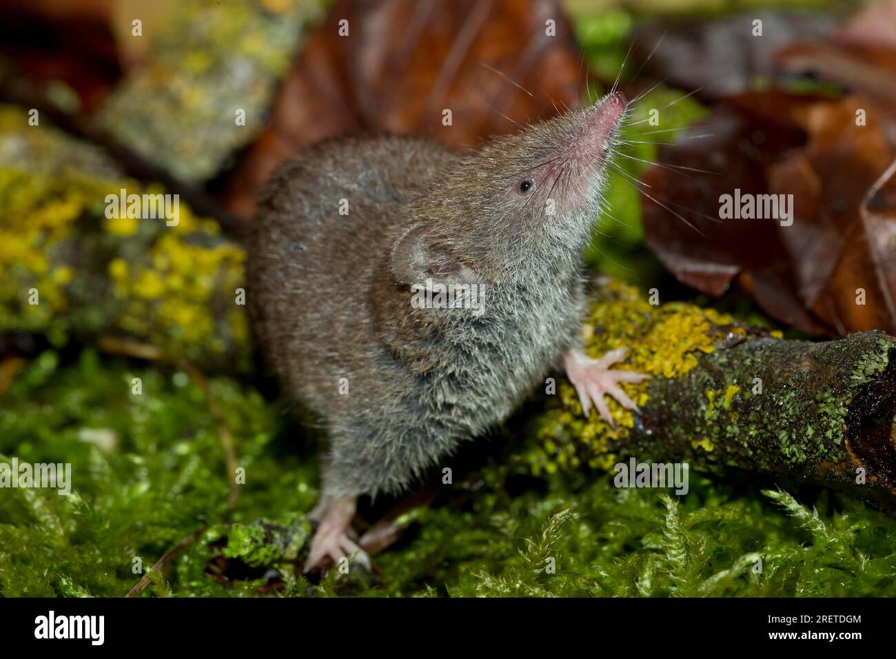 Greater white toothed shrew hi-res stock photography and images - Alamy