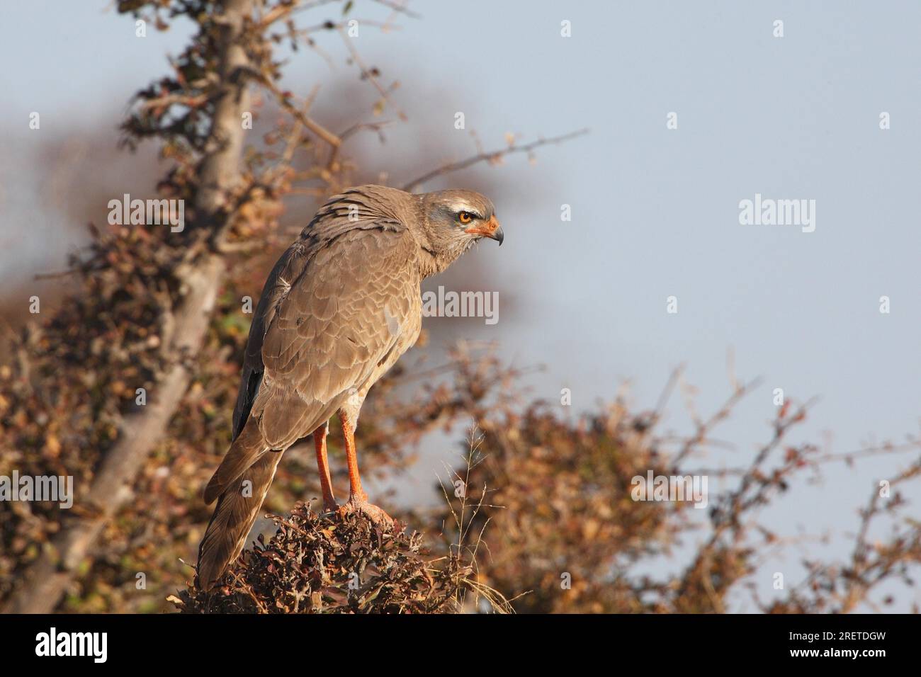 White rumped hawk hi-res stock photography and images - Alamy