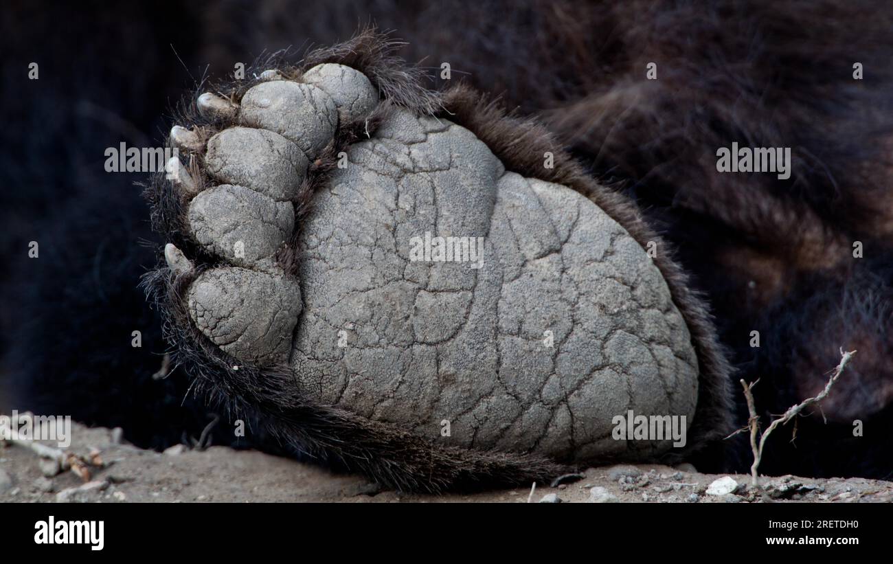 Foot of a brown bear Stock Photo - Alamy