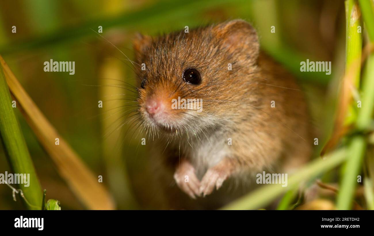 The dwarf mouse is one of the smallest rodents of all. It reaches a ...