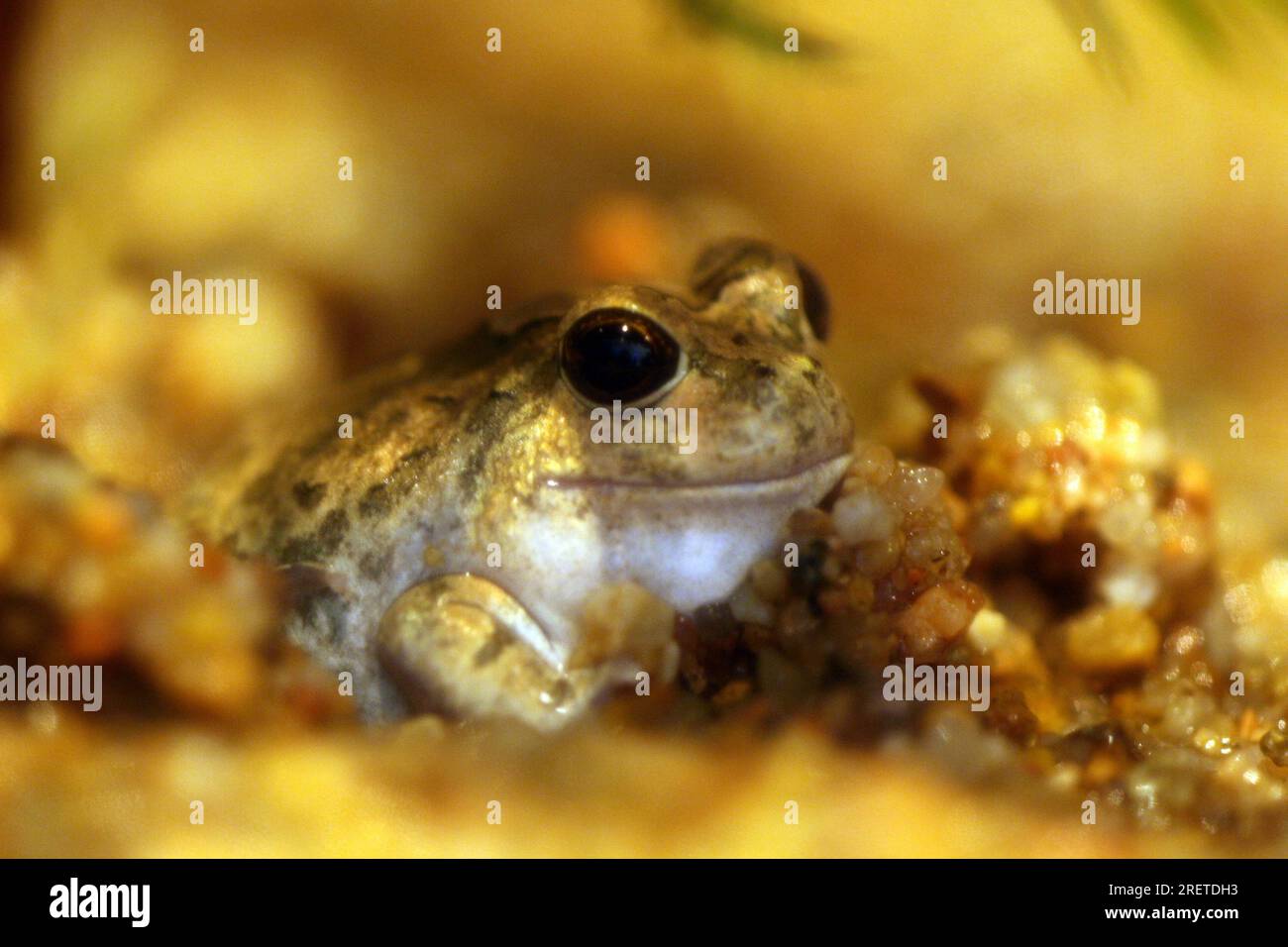 Burrowing frog hi-res stock photography and images - Alamy