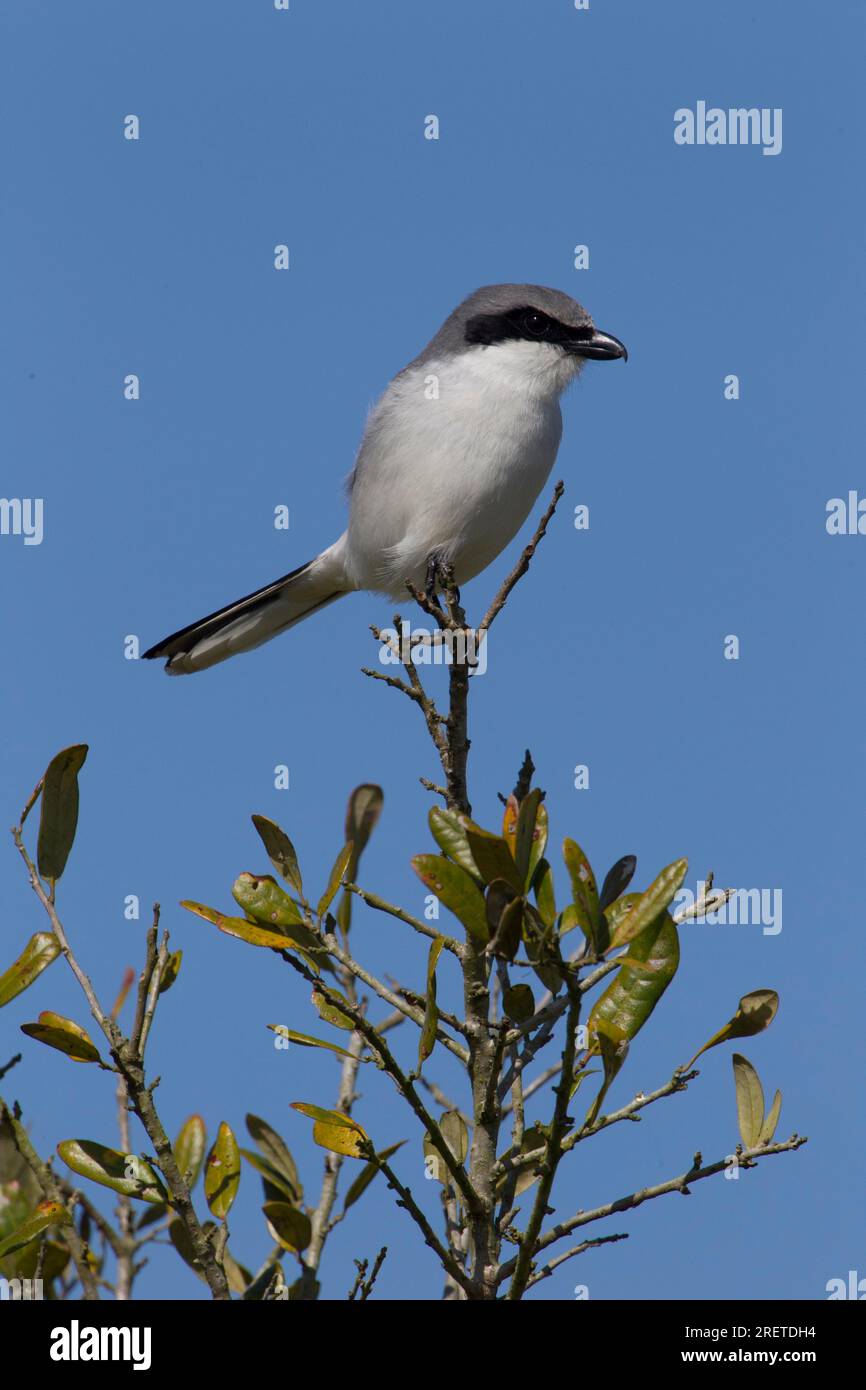 South florida songbird hi-res stock photography and images - Alamy