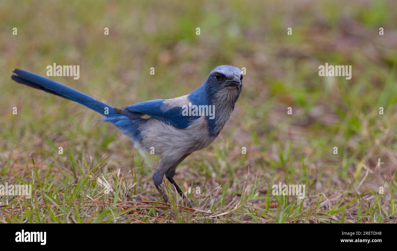 South florida songbird hi-res stock photography and images - Alamy