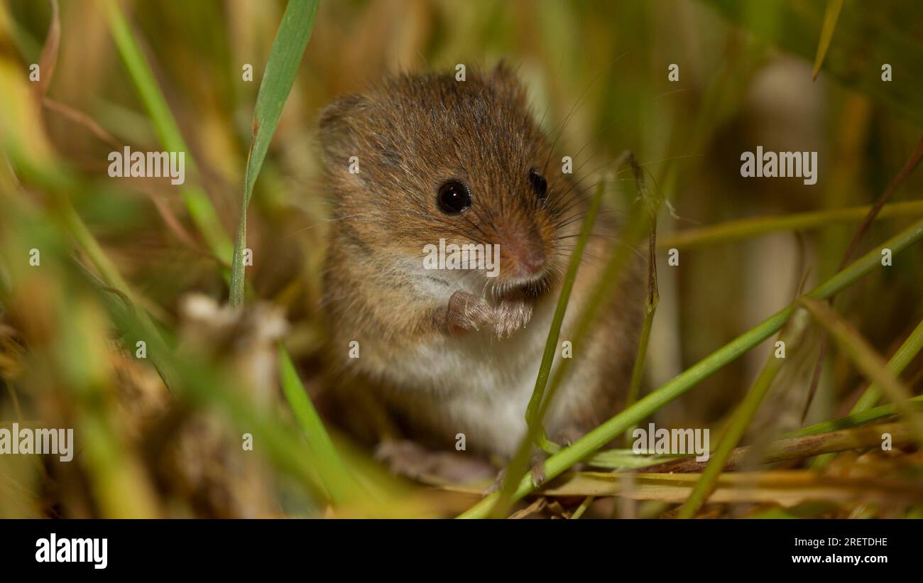 The dwarf mouse is one of the smallest rodents of all. It reaches a ...