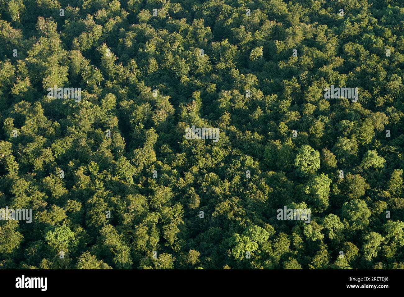 Bird's eye view of the mixed beech forest Stock Photo - Alamy