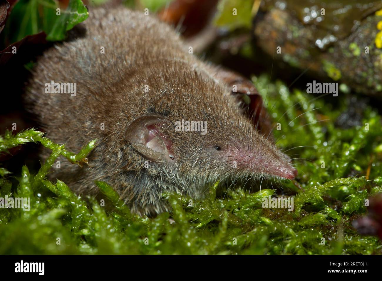 Greater white toothed shrew hi-res stock photography and images - Alamy