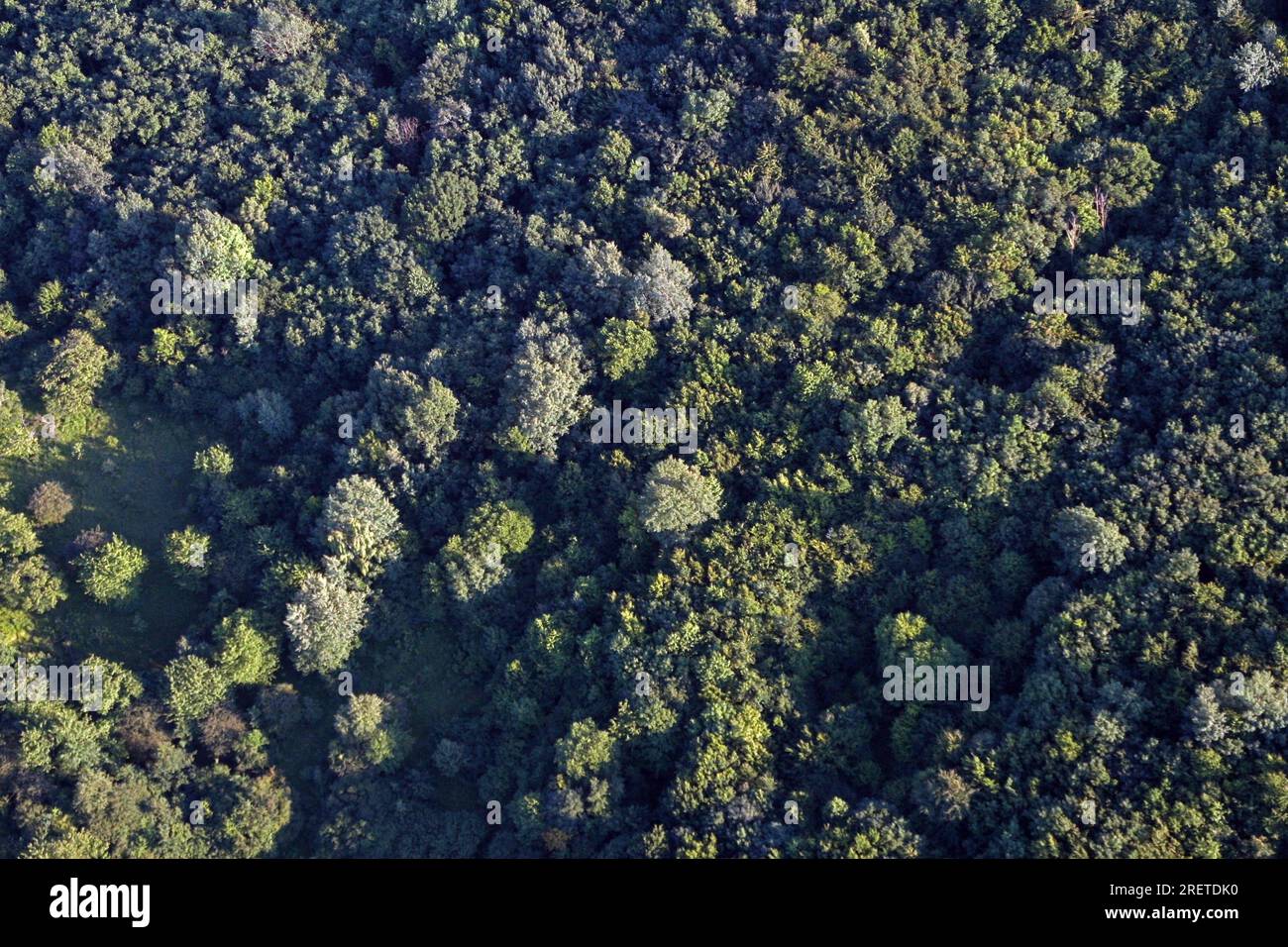 Bird's eye view of the mixed beech forest Stock Photo - Alamy