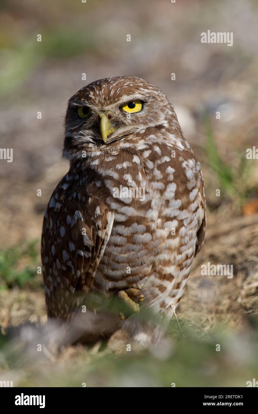 Burrowing owl photography hi-res stock photography and images - Alamy
