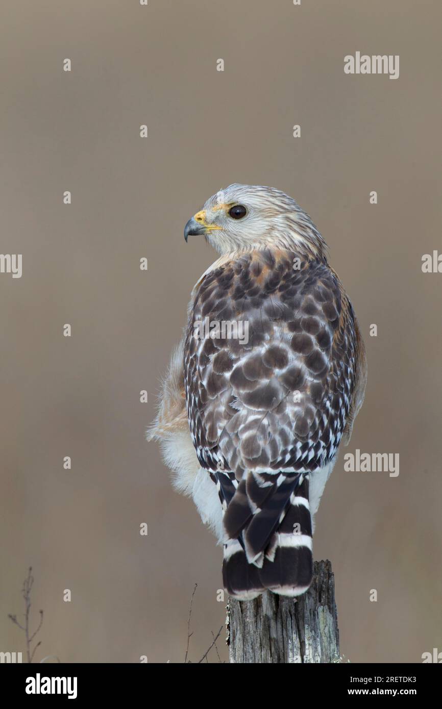 Canadian hawk hi-res stock photography and images - Alamy