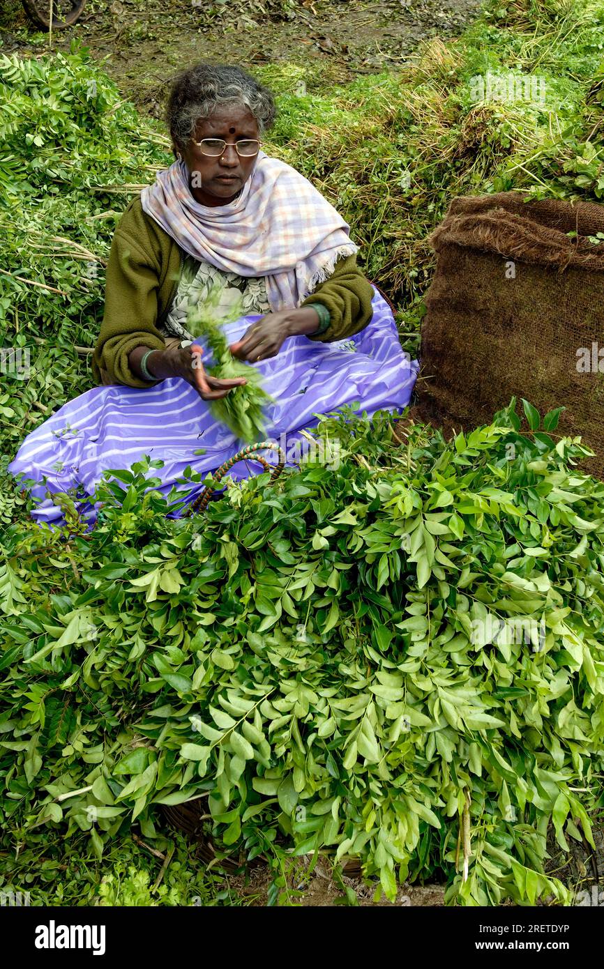 Curry leaves (Murraya koenigii) seller at city market in Bengaluru ...