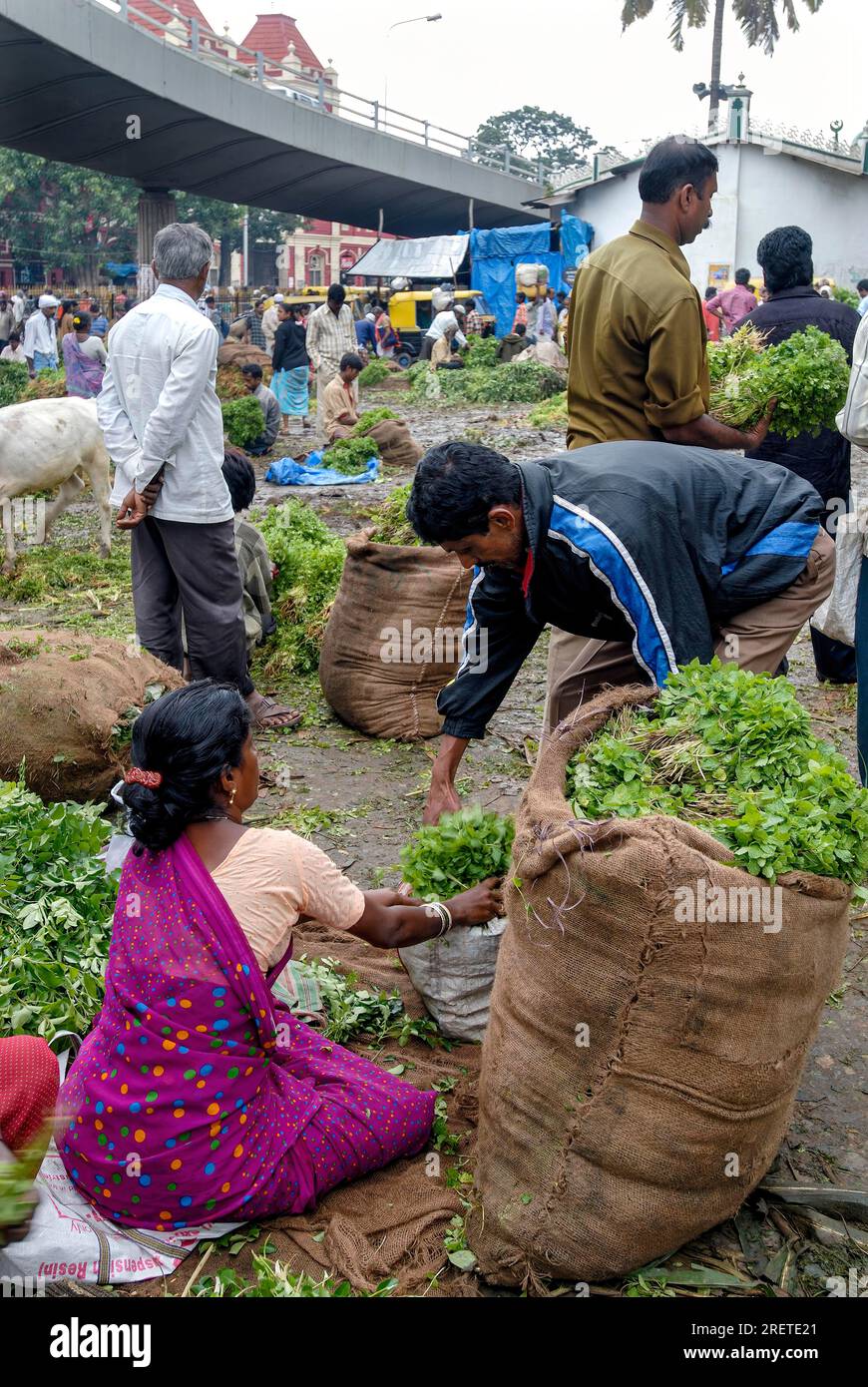 Mentha india hi-res stock photography and images - Alamy