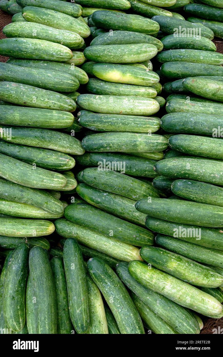 Cucumber (Cucumis sativus) at city market in Bengaluru Bangalore ...