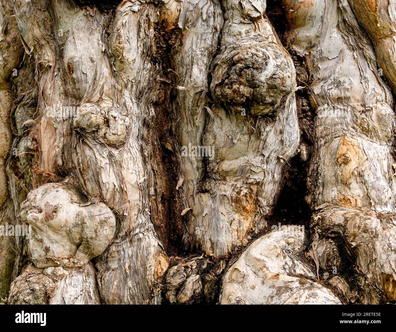 Tree Bark Trunk Lalbagh Gardens, Bengaluru Bangalore, Karnataka, South ...