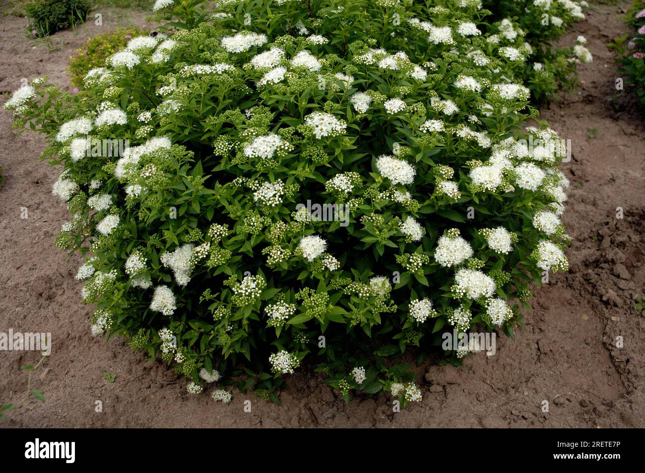 Meadowsweet 'Albiflora' (Spiraea japonica Stock Photo - Alamy
