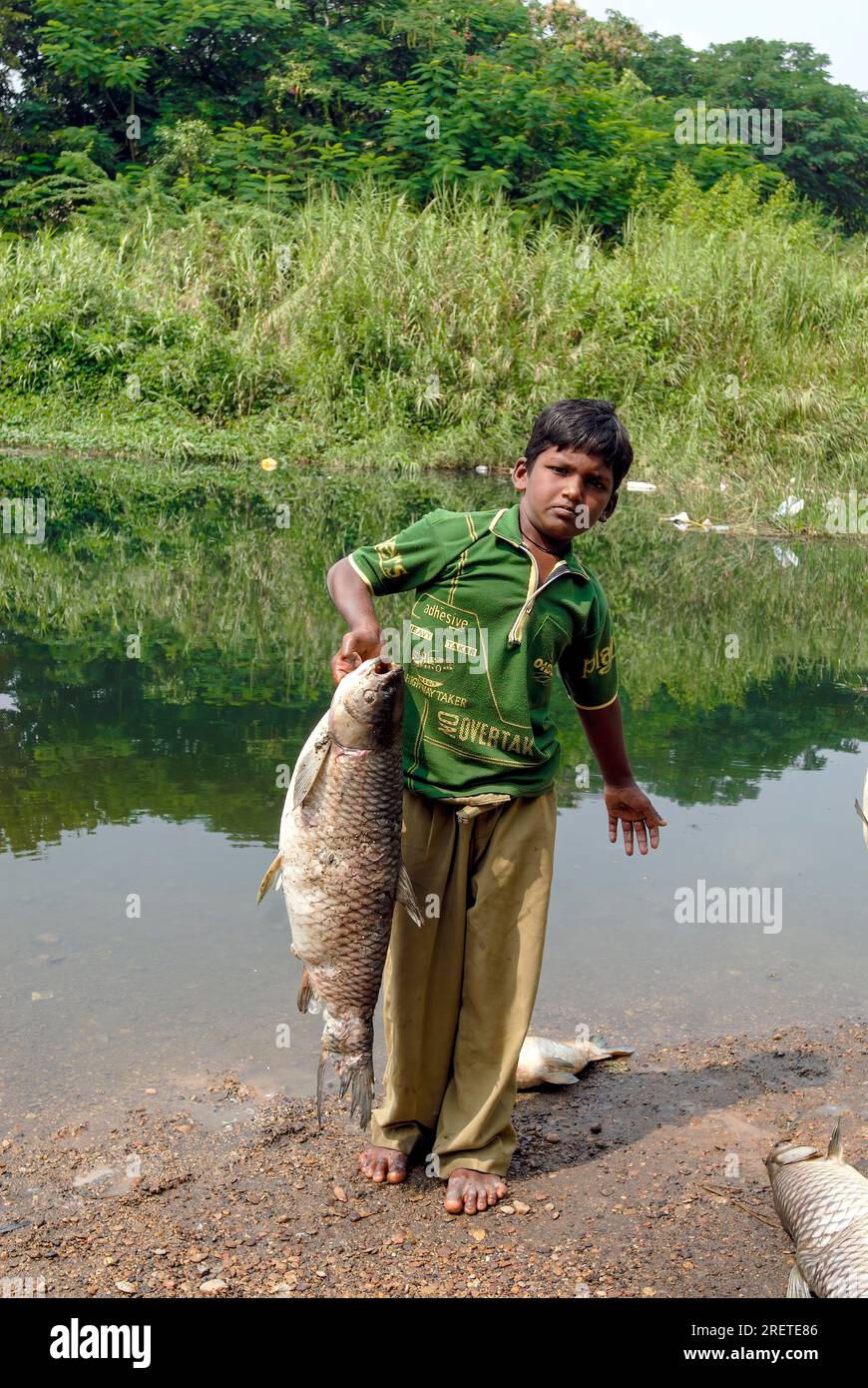 A boy holding big sized dead fish. Dead fish along the banks of the ...