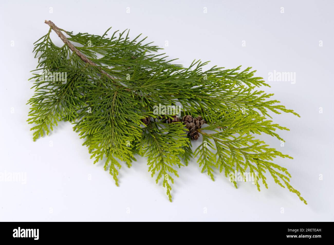 Occidental Tree of Life (Thuja occidendalis), Common Thuja Stock Photo ...
