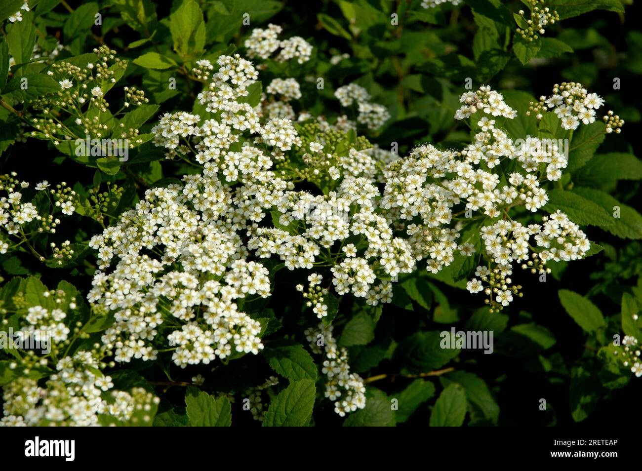 Dwarf spiraea hi-res stock photography and images - Alamy