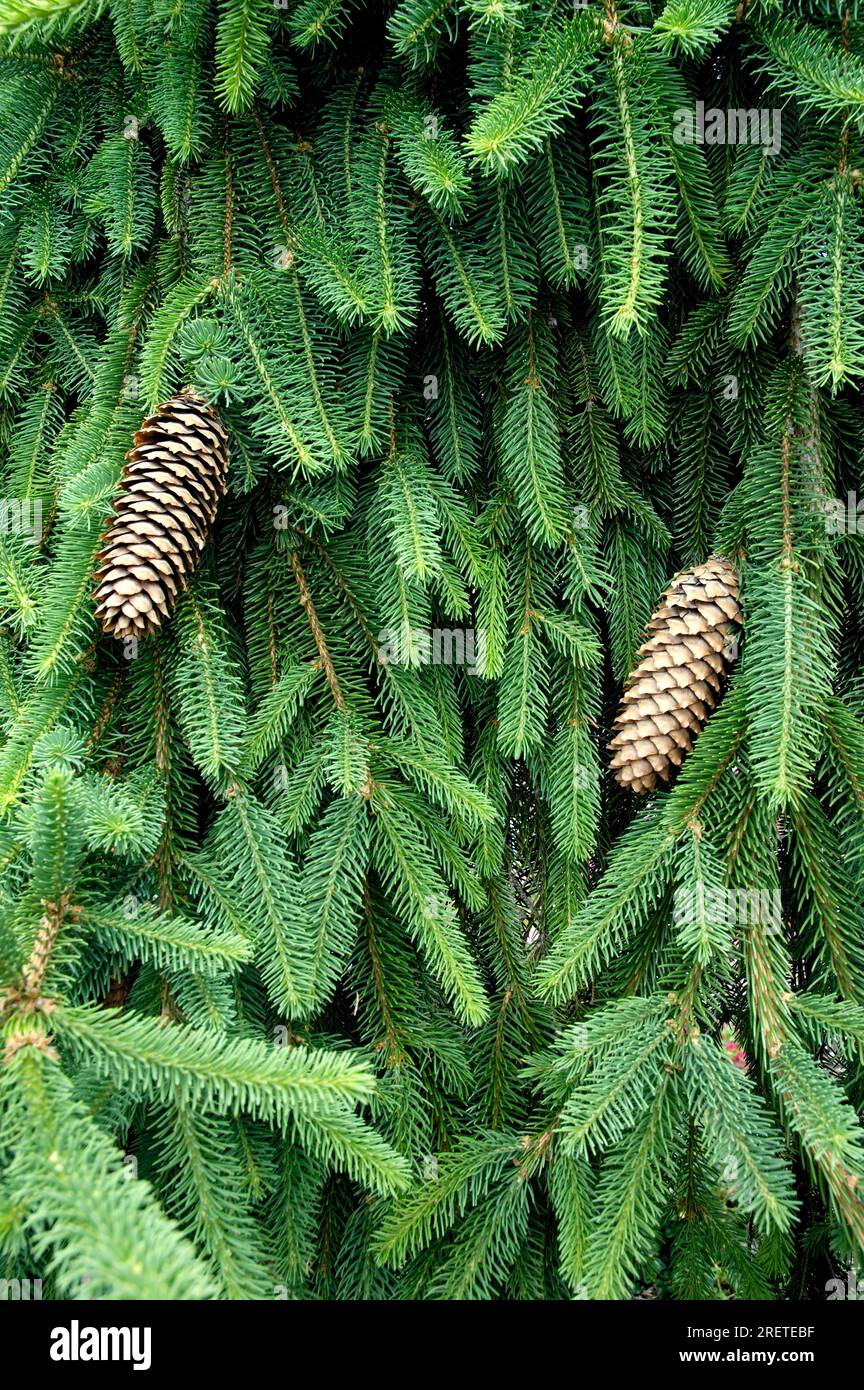 European spruce (Picea abies), cones, spruce cones Stock Photo - Alamy