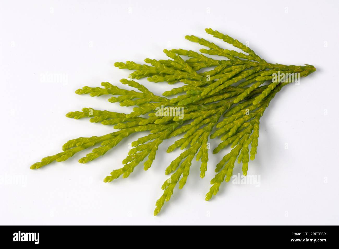 Common thuja hi-res stock photography and images - Alamy