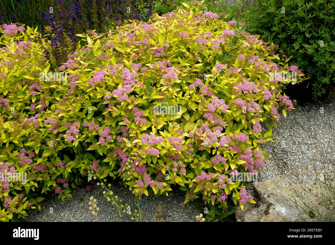 Summer lime 'Goldmound' (Spiraea japonica), spirea Stock Photo - Alamy