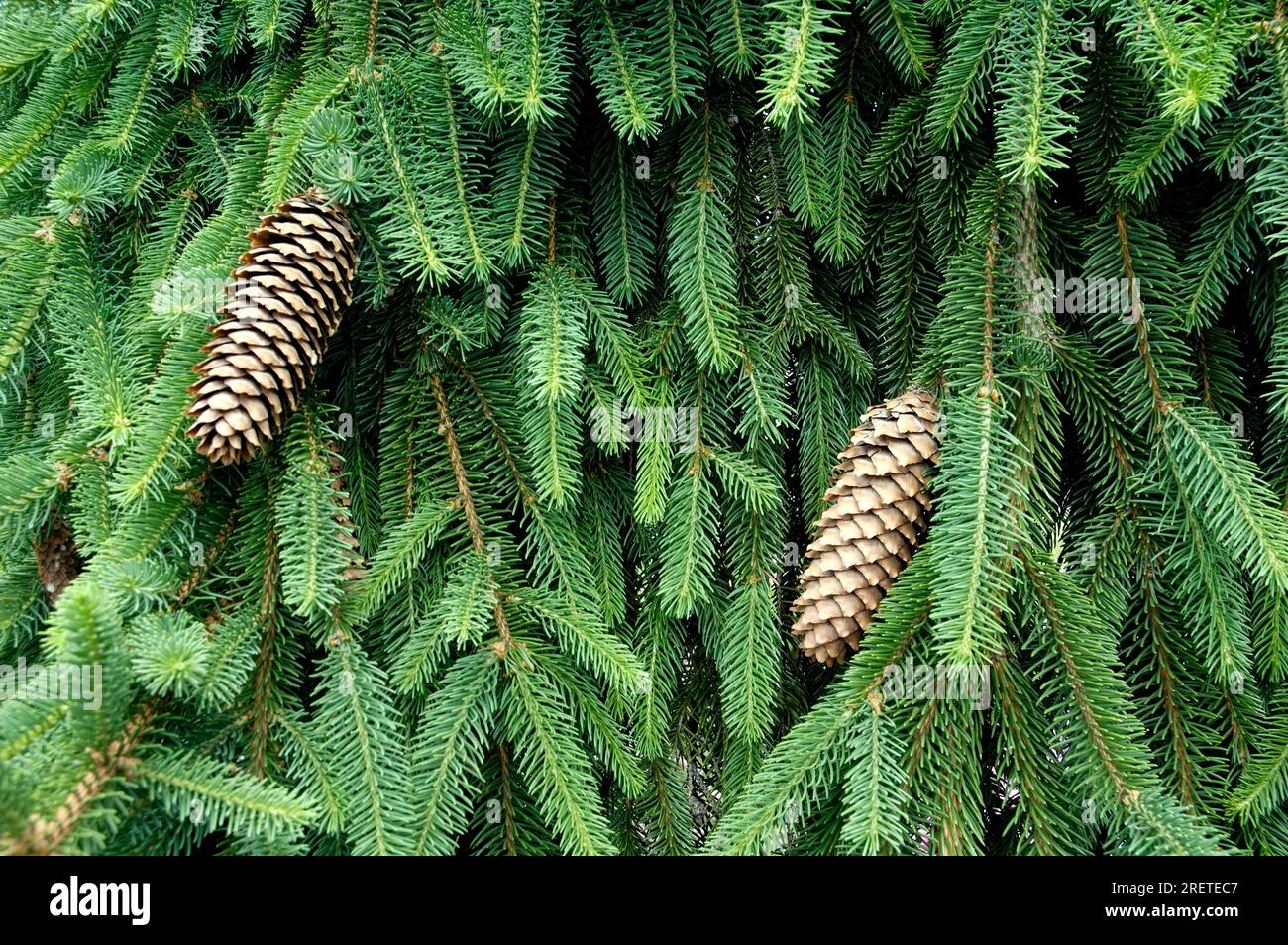 European spruce (Picea abies), cones, spruce cones Stock Photo - Alamy