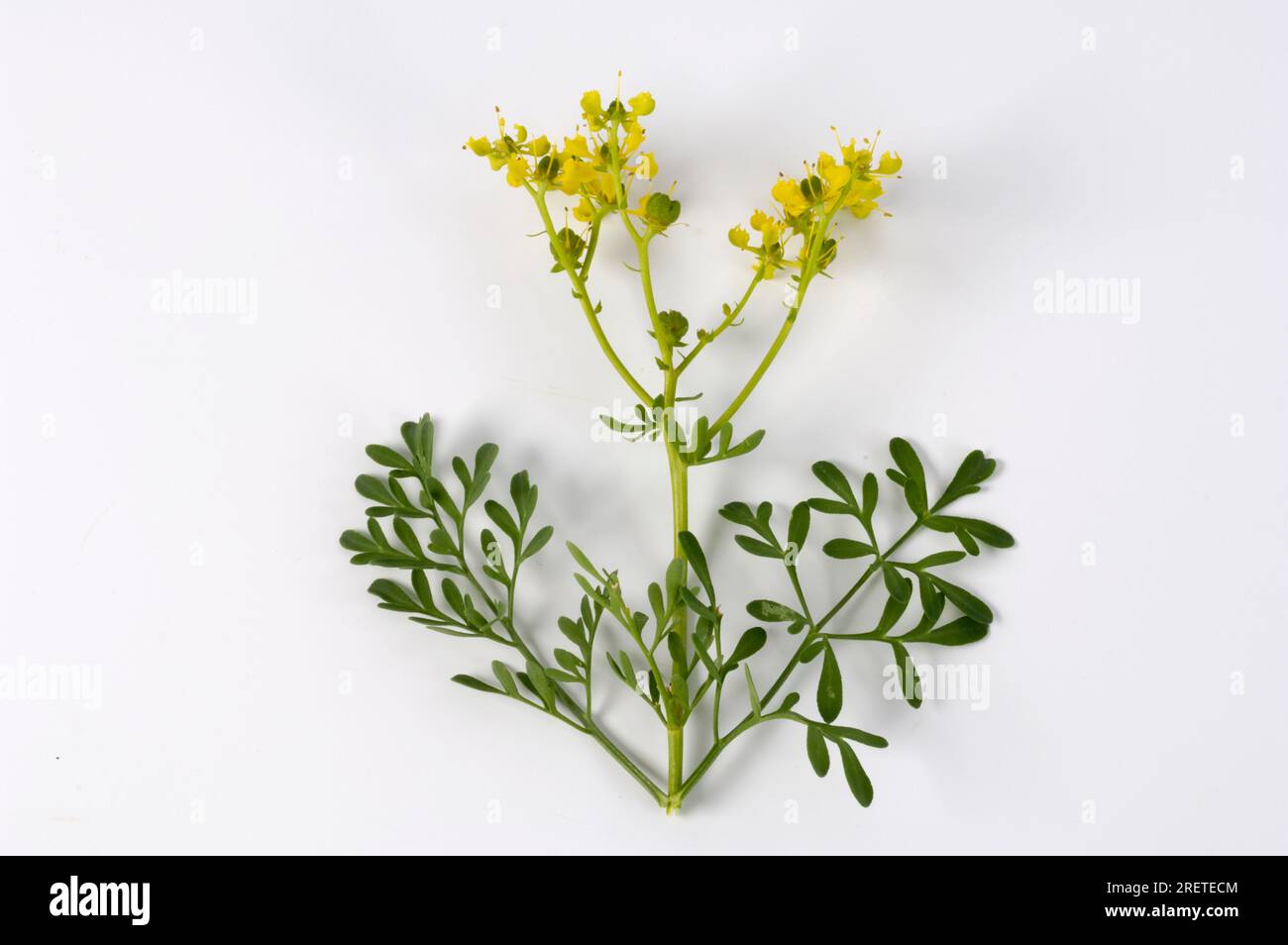 Botany rutaceae common rue hi-res stock photography and images - Alamy