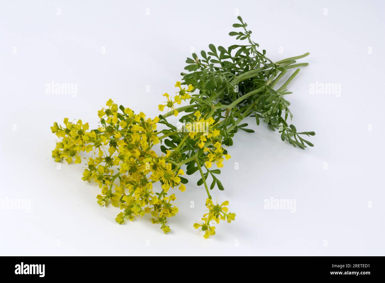 Botany rutaceae common rue hi-res stock photography and images - Alamy