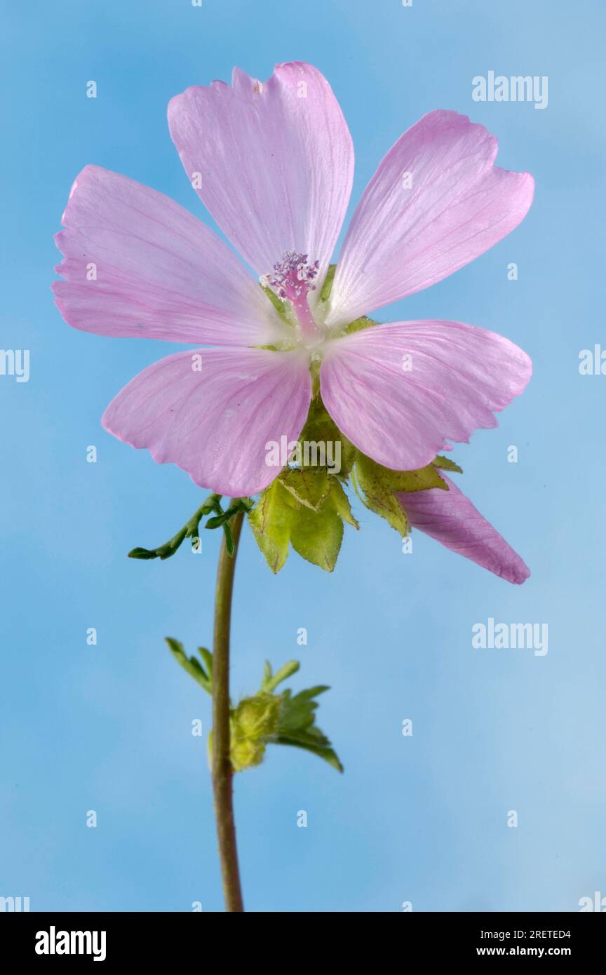 Rose mallow, Greater Musk-mallow (Malva alcea), Rose mallow Stock Photo ...