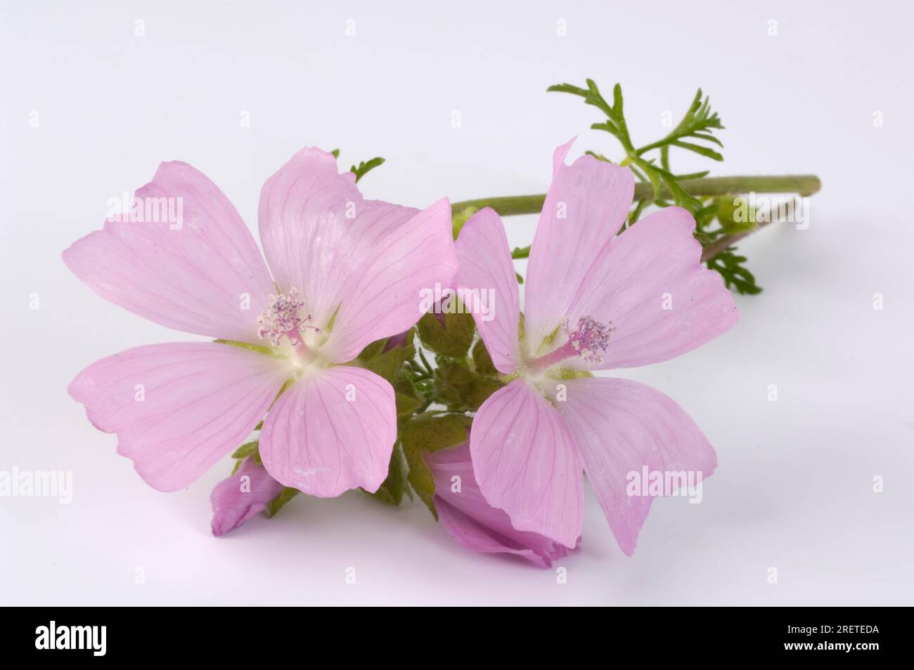 Rose mallow, Greater Musk-mallow (Malva alcea), Rose mallow Stock Photo ...