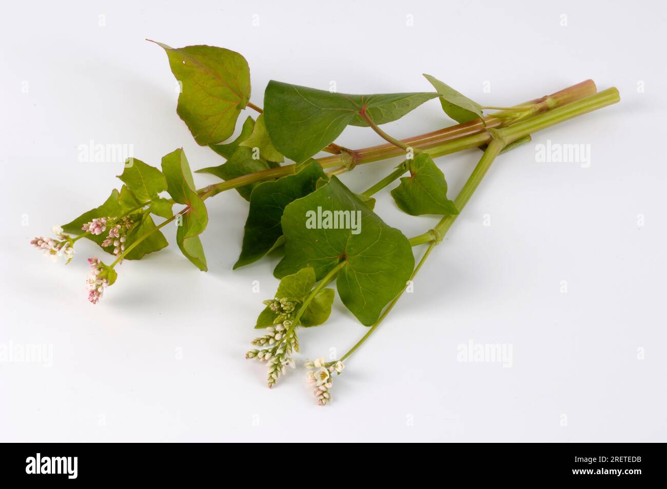Common buckwheat (Fagopyrum esculentum Stock Photo - Alamy