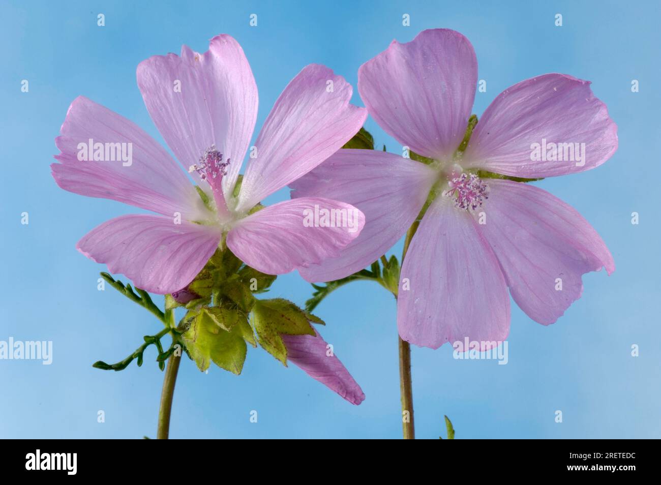 Rose mallow, Greater Musk-mallow (Malva alcea), Rose mallow Stock Photo ...