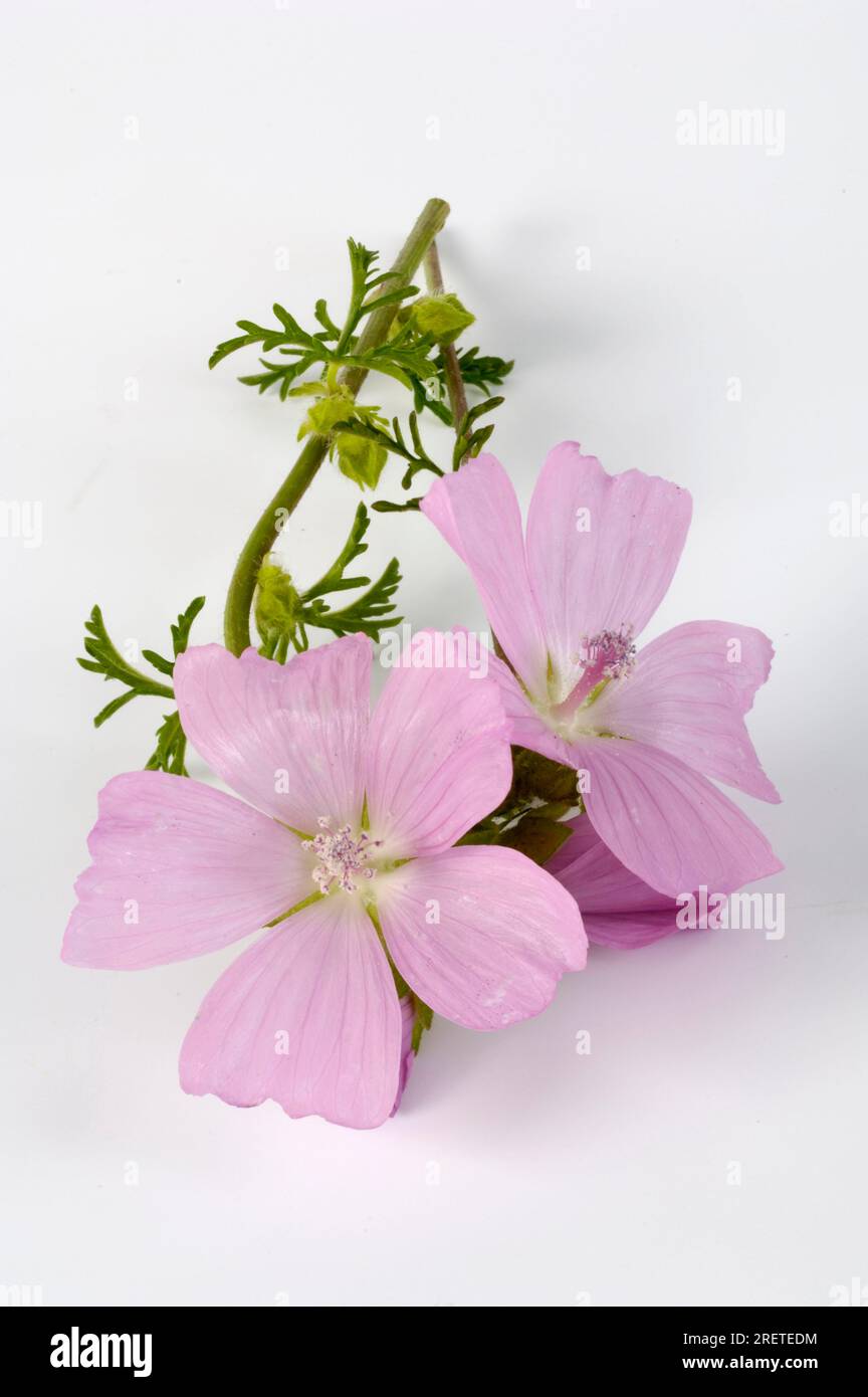 Rose mallow, Greater Musk-mallow (Malva alcea), Rose mallow Stock Photo ...