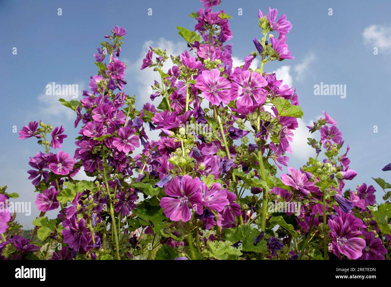Mauritanian mallow (Malva sylvestris mauritiana), garden mallow ...
