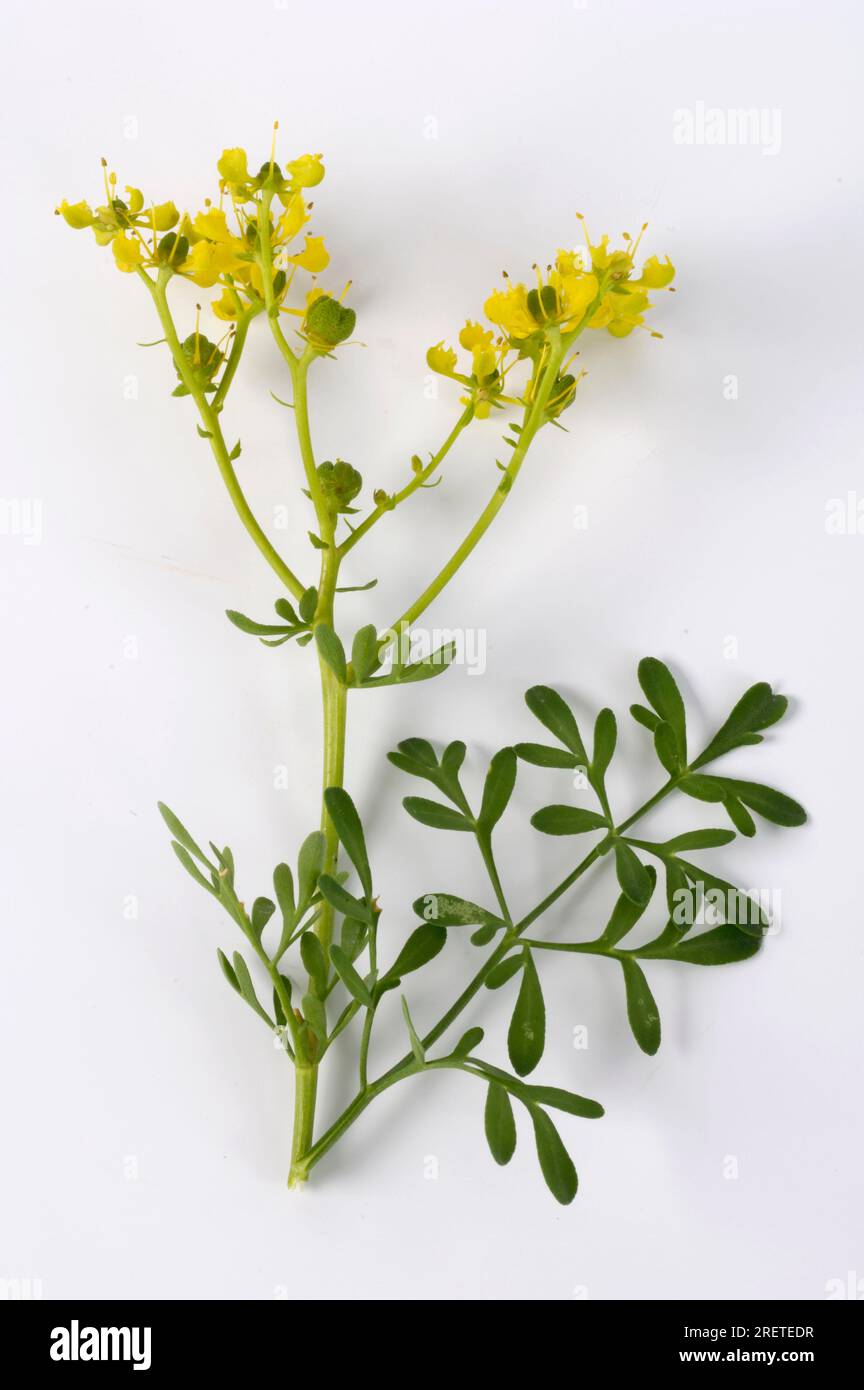 Rue (Ruta graveolens Stock Photo - Alamy