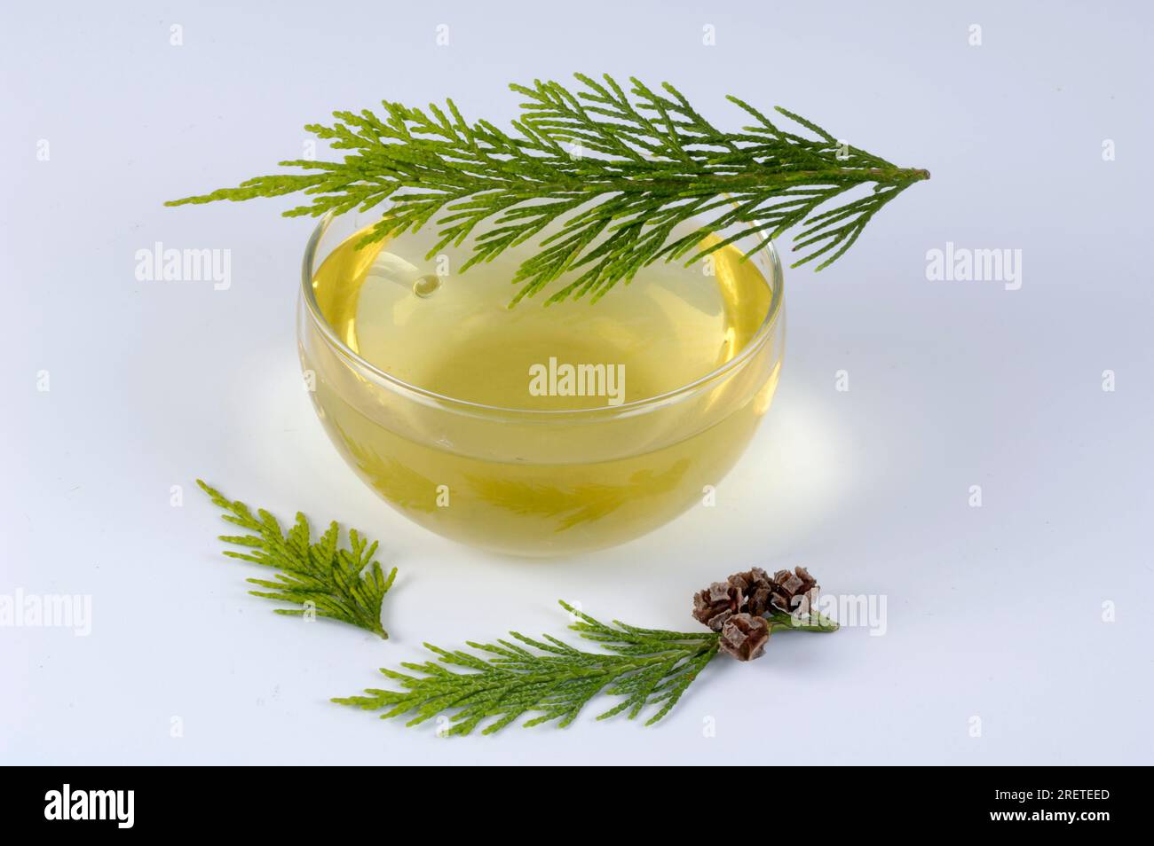 Thuja occidentalis (Thuja occidentalis), Cup of Thuja Tea, Common Thuja ...