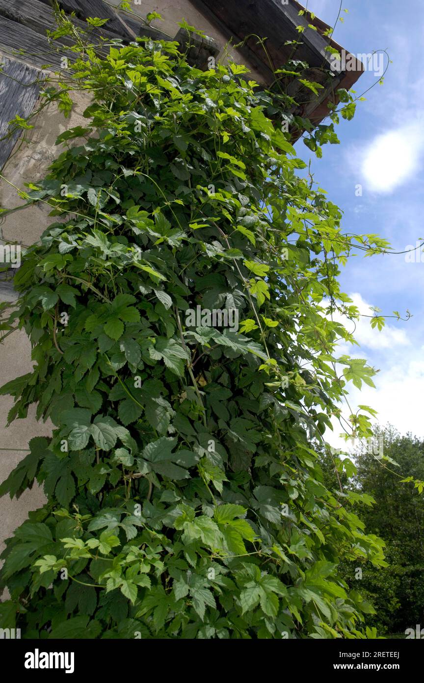 Common hop (Humulus lupulus) canopies the wall of a house Stock Photo ...