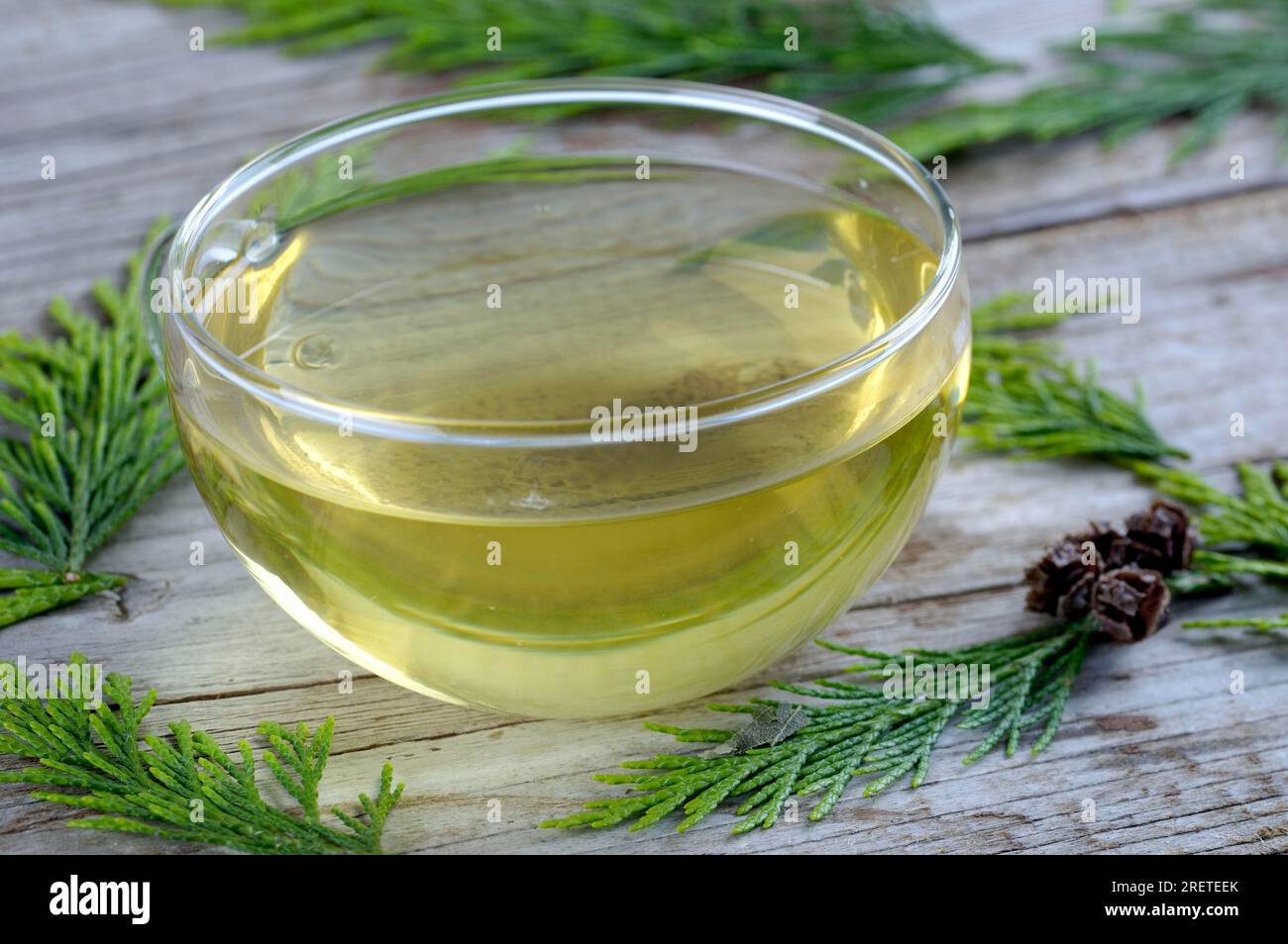 Thuja occidentalis (Thuja occidentalis), Cup of Thuja Tea, Common Thuja ...