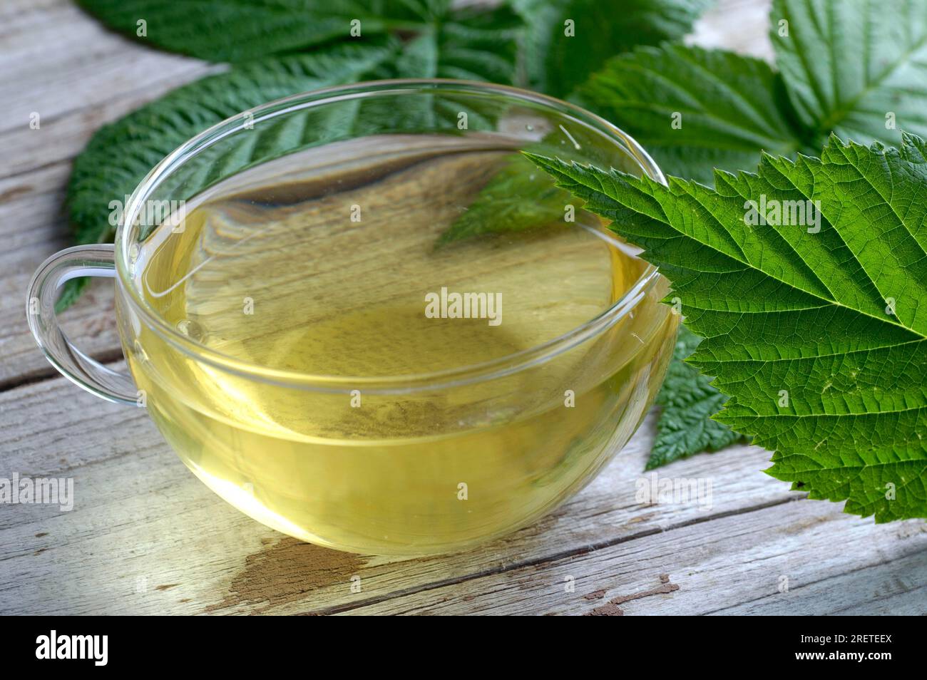 Cup raspberry leaf tea, raspberry (Rubus idaeus), raspberry leaf tea ...