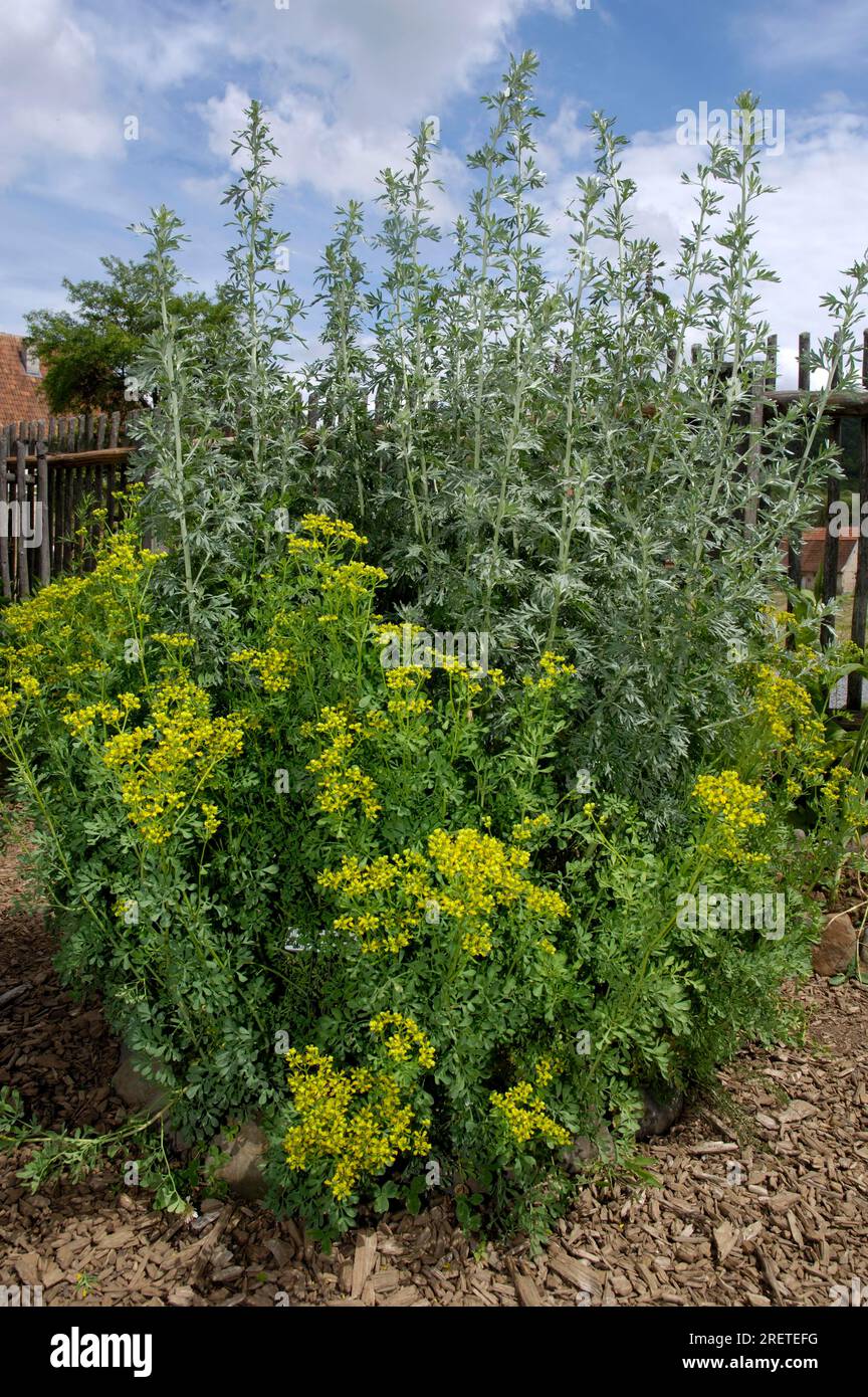 Common rue (Ruta graveolens) and wormwood (Artemisia absinthum), wine ...